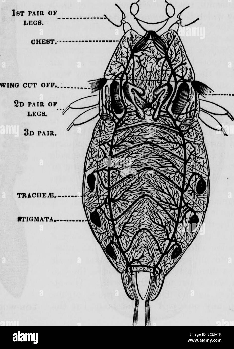 Insect respiration Black and White Stock Photos & Images - Alamy