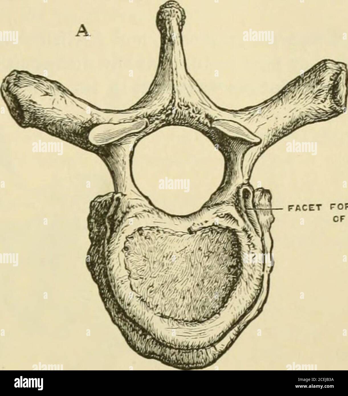. Quain's Elements of anatomy. of the body resembles that of the ...