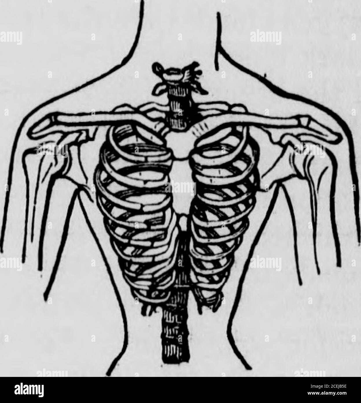 . Human physiology : designed for colleges and the higher classes in ...