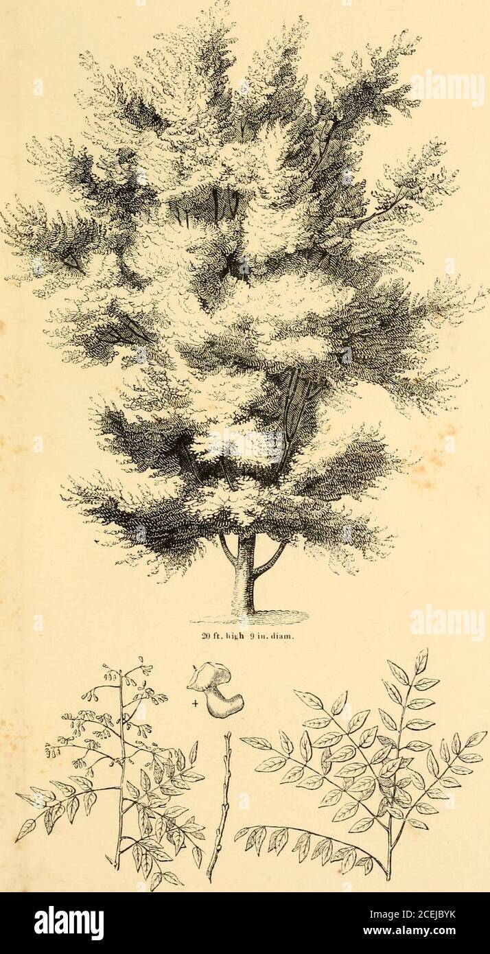 . Arboretum et fruticetum britannicum; or, The trees and shrubs of ...