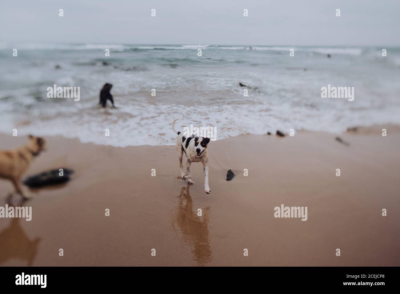 Cute small dog running on wet sand on beach at wavy ocean Stock Photo ...