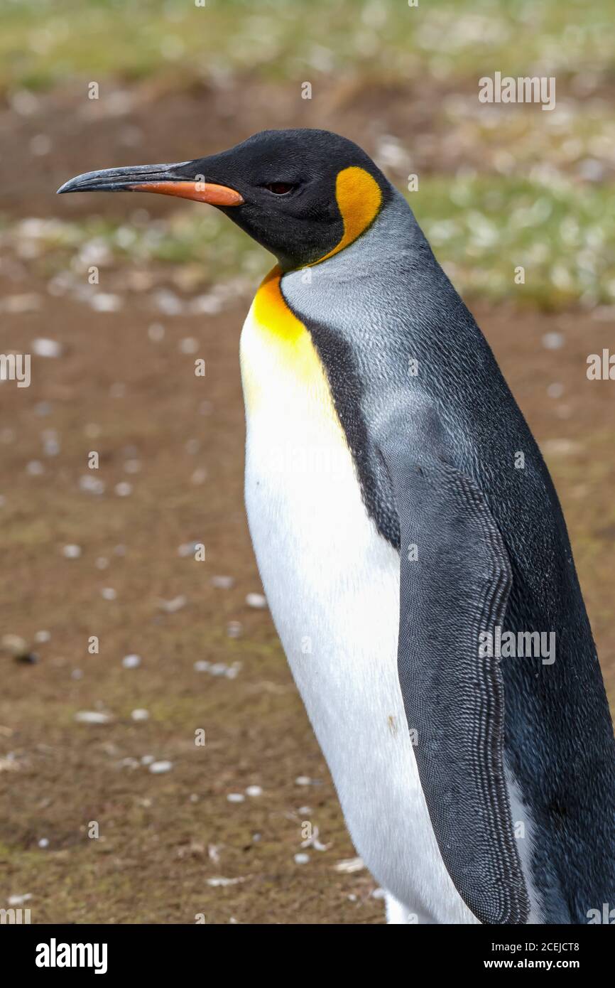 Profile of a king penguin hi-res stock photography and images - Alamy
