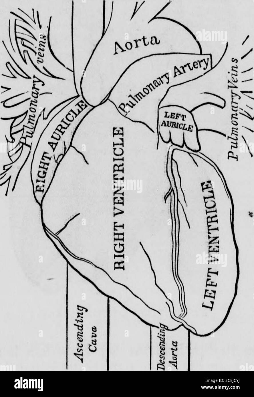 . Human physiology : designed for colleges and the higher classes in ...