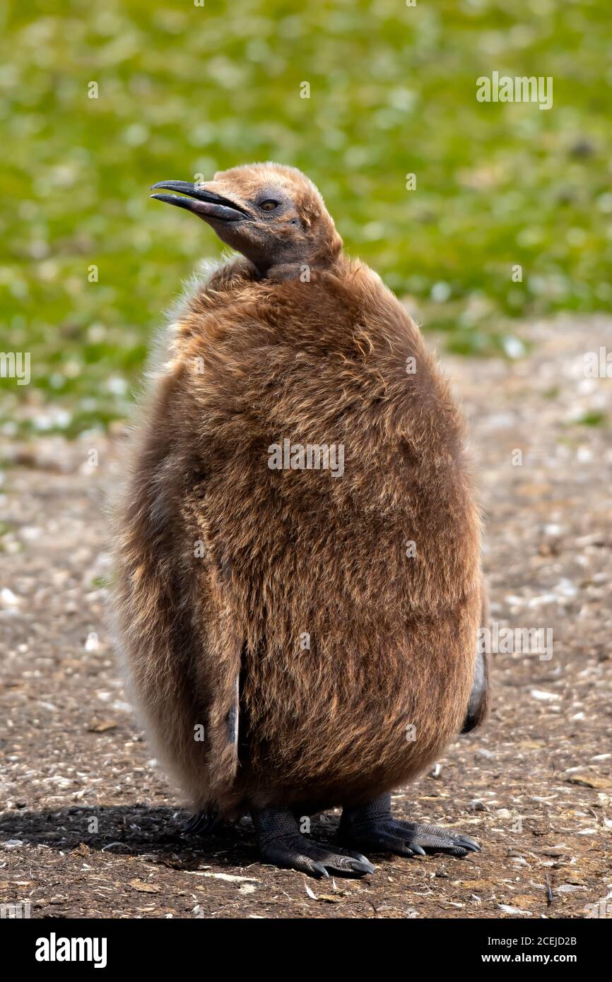 A king Penguin Chick at Volunteer Point, Falkland Islands Stock Photo ...