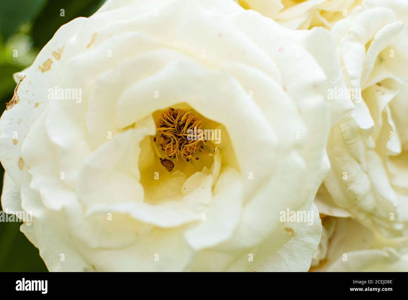 White beautiful rose flower with open buds Stock Photo - Alamy