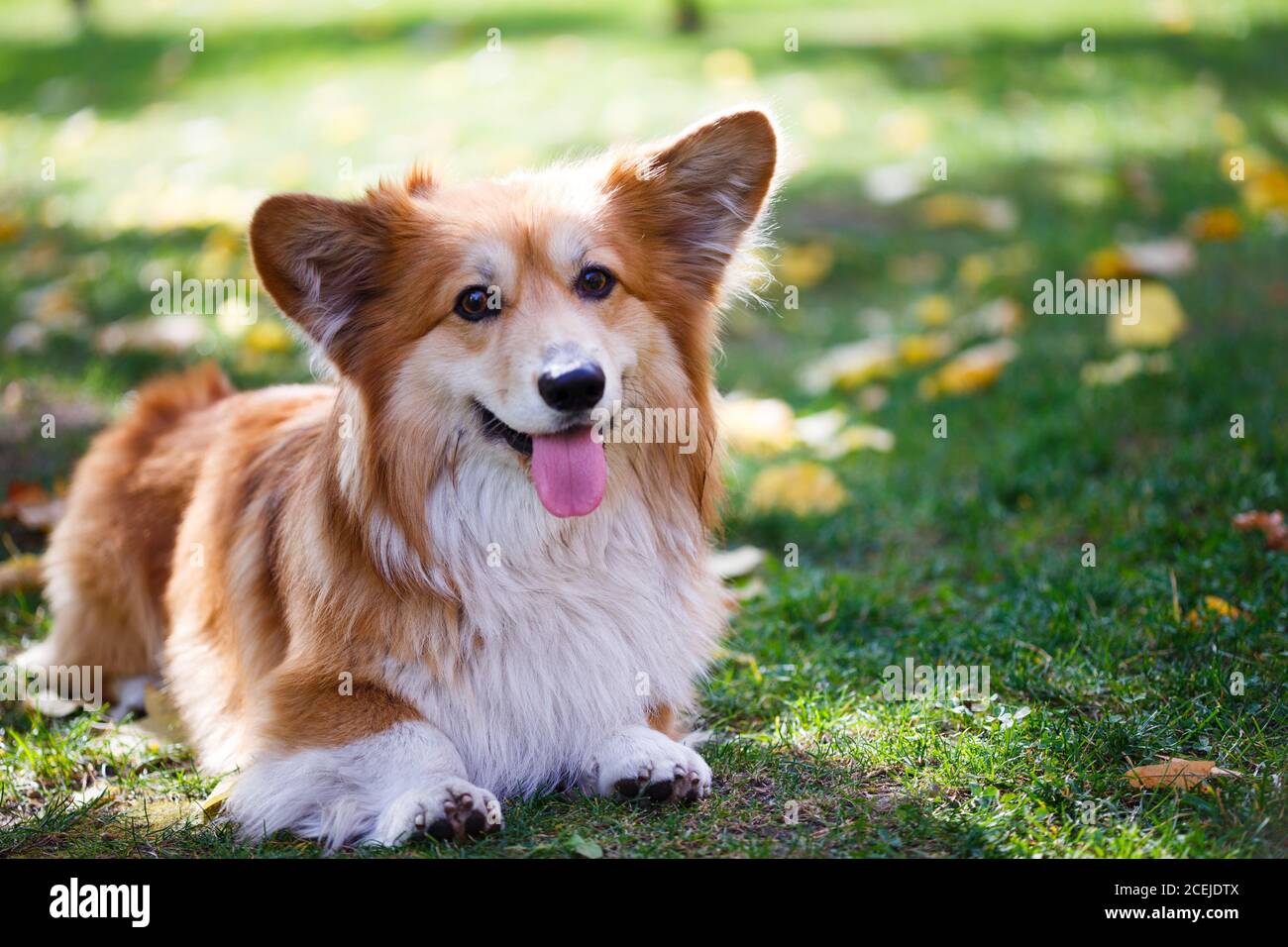 corgi fluffy close up portrait at the outdoor Stock Photo - Alamy