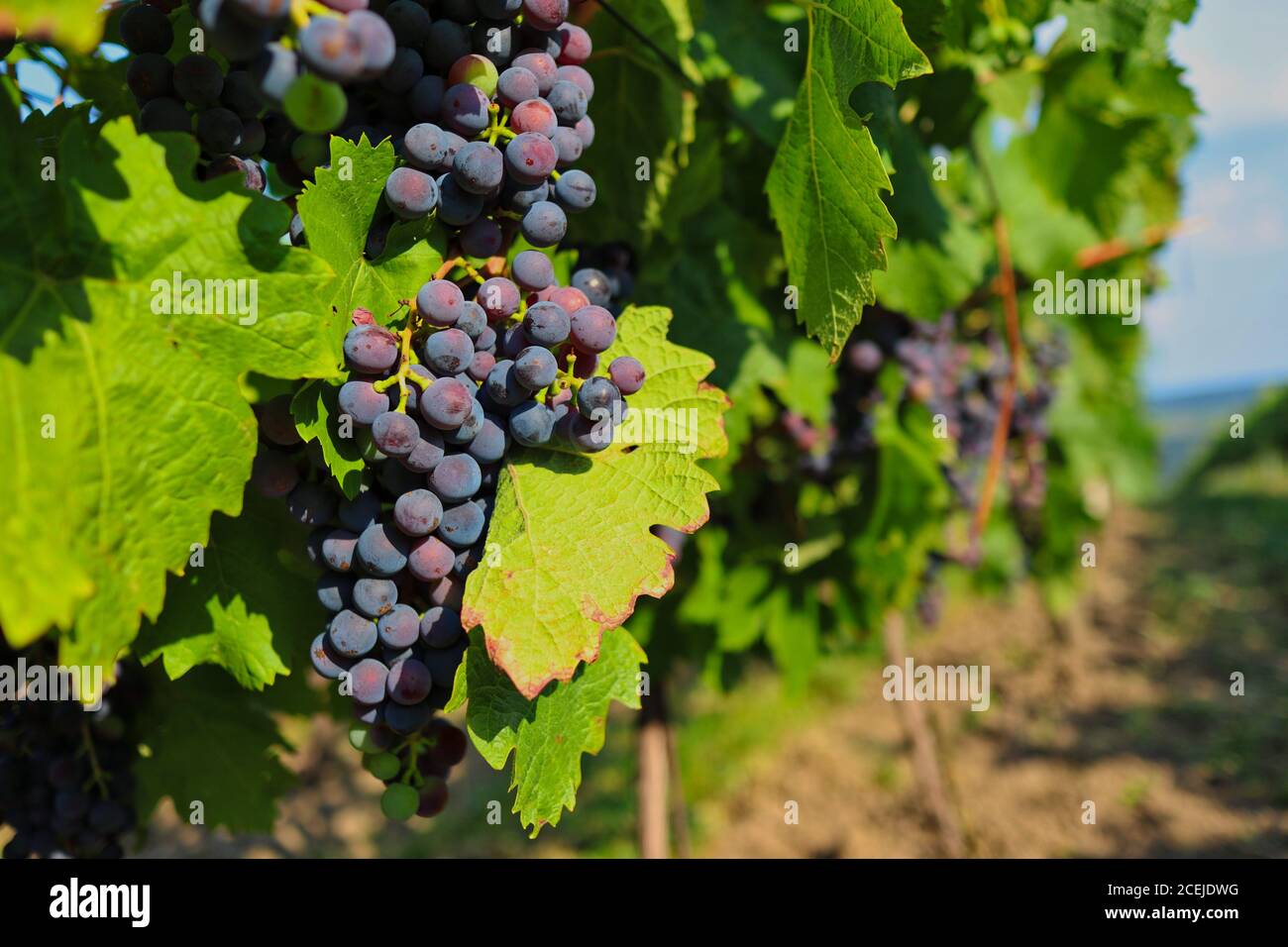 Grape vine vitis vinifera hi-res stock photography and images - Alamy