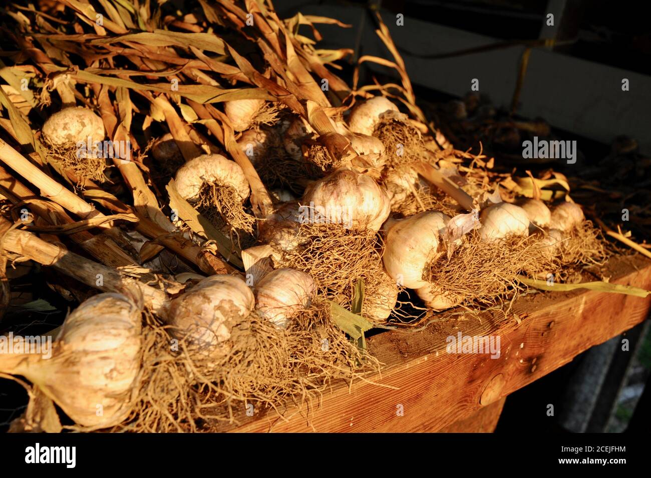 Freshly picked, organic, natural garlic bulbs curing and drying on ...