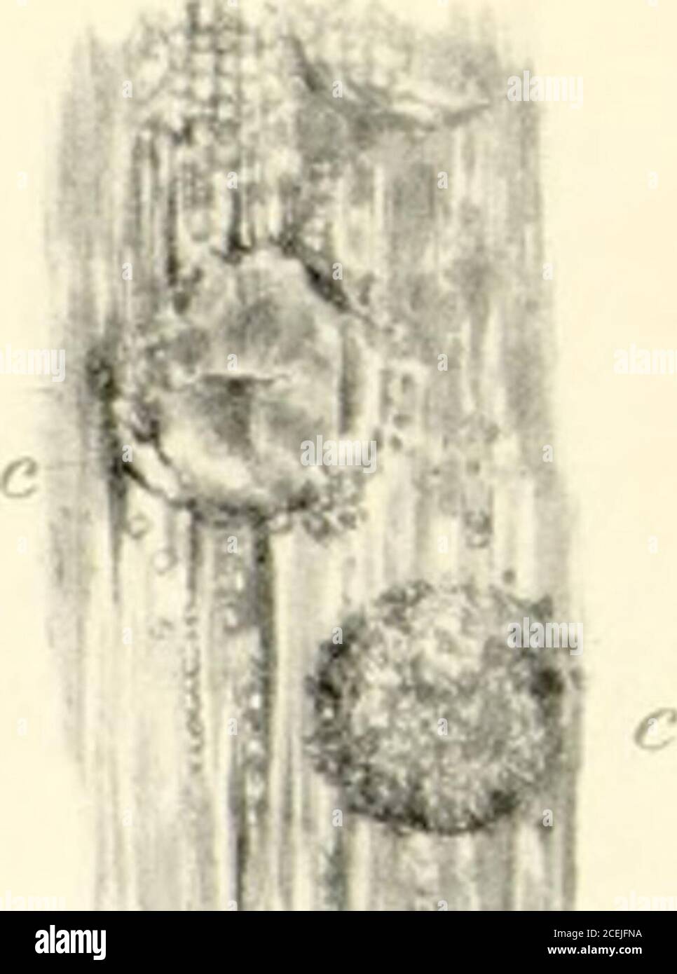 . On the Nature of the Tubes in Marsupial Enamel, and Its Bearing upon ...
