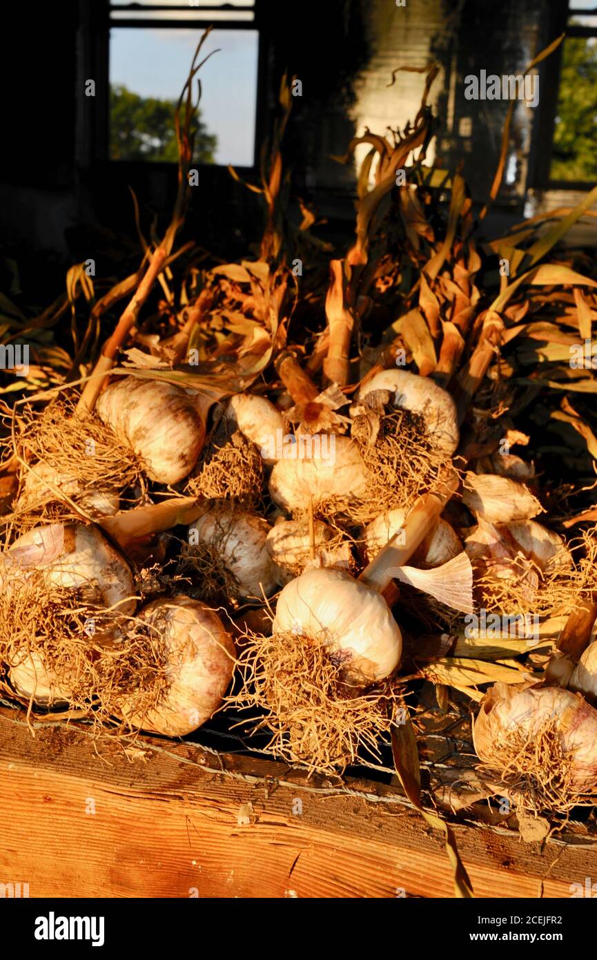 Freshly picked, organic, natural garlic bulbs curing and drying on ...
