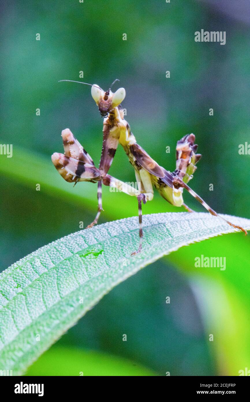 flower mantis, Creobroter sp., nymph, Sinharaja National Park, Sri ...