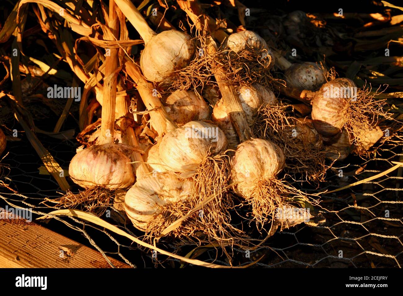 Freshly picked, organic, natural garlic bulbs curing and drying on ...