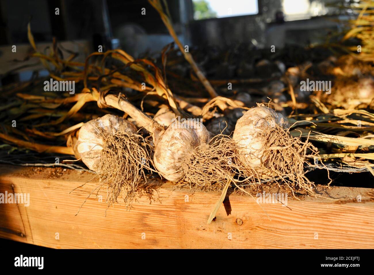 Freshly picked, organic, natural garlic bulbs curing and drying on ...