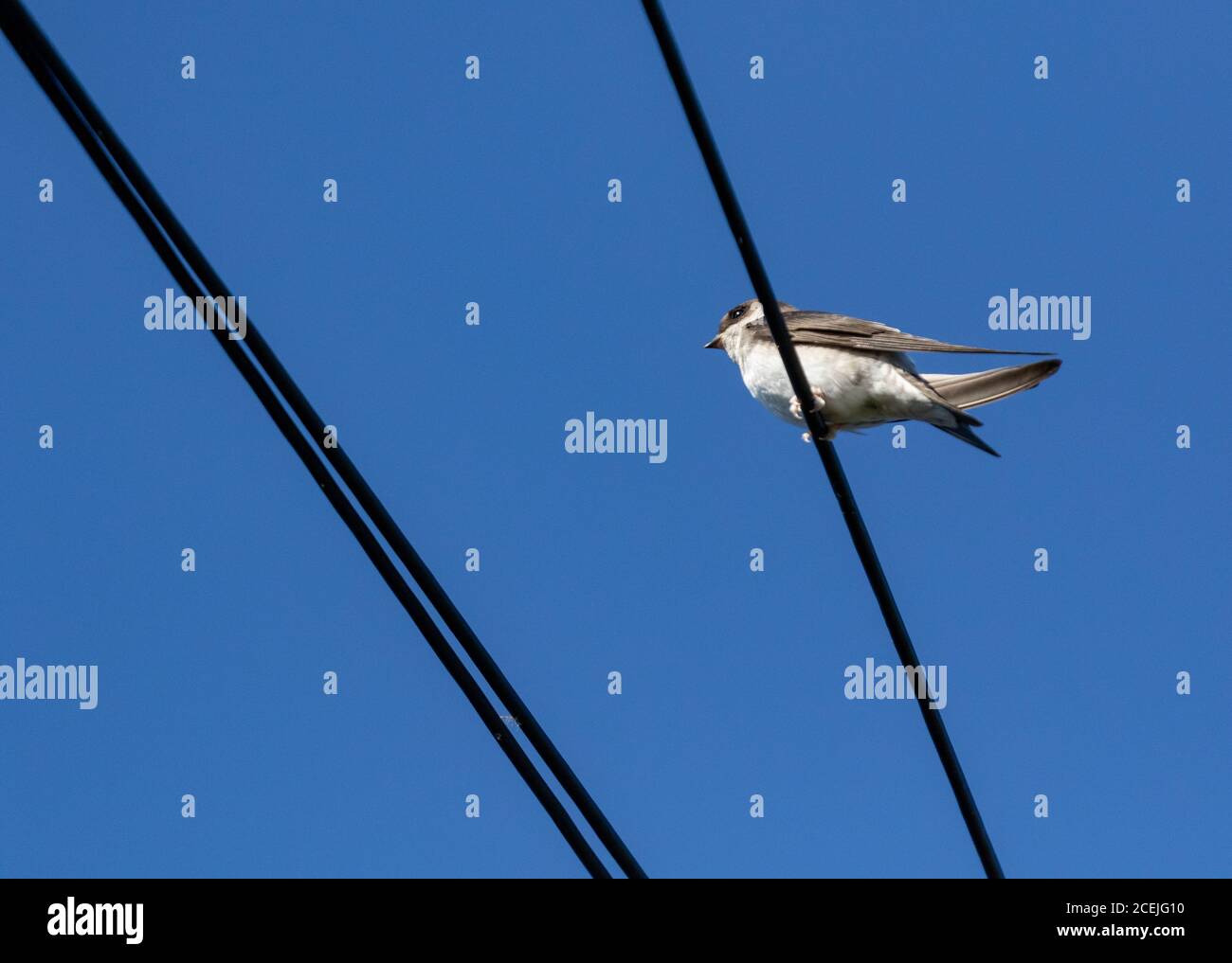 Single barn swallow on wire hi-res stock photography and images - Alamy
