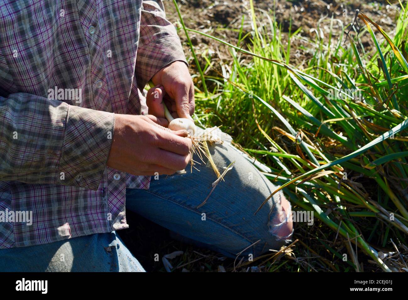 Farmer digging hi-res stock photography and images - Alamy