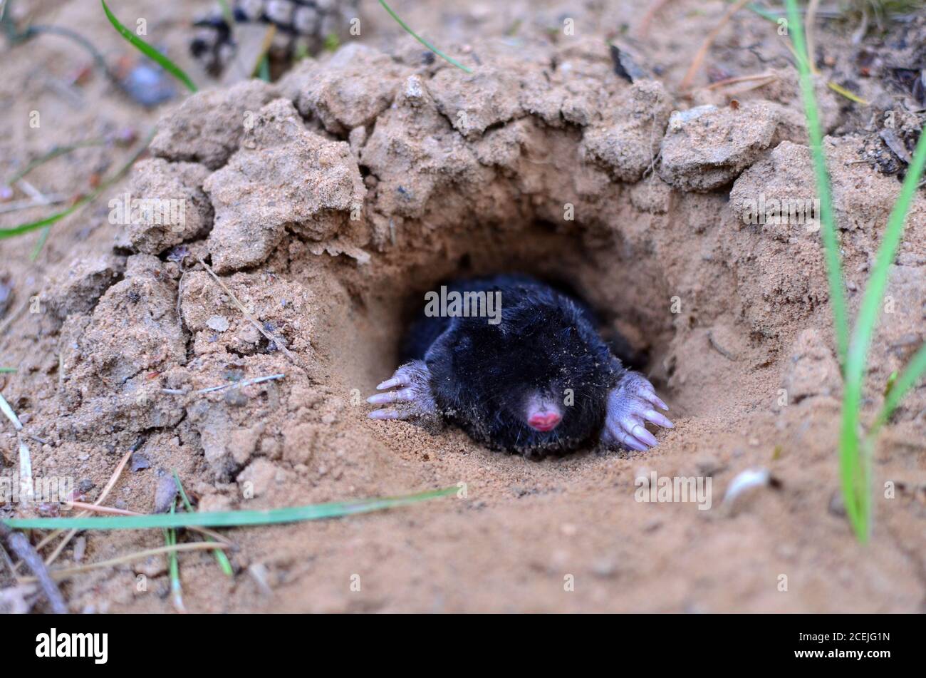 How Deep Are Mole Tunnels at Bill Voigt blog