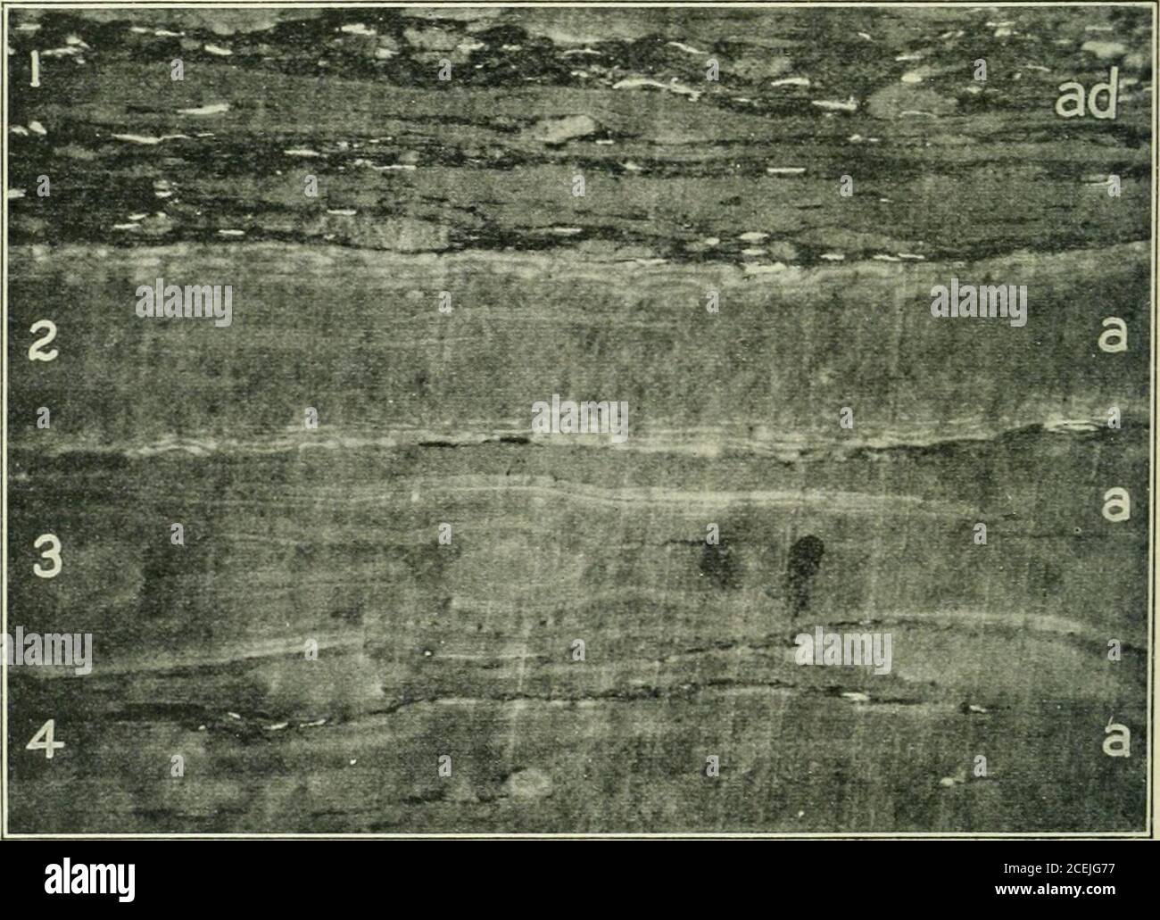. Bulletin. A. THIN VERTICAL SECTION OF COAL (X 200) FROM THE OAK MINE ...