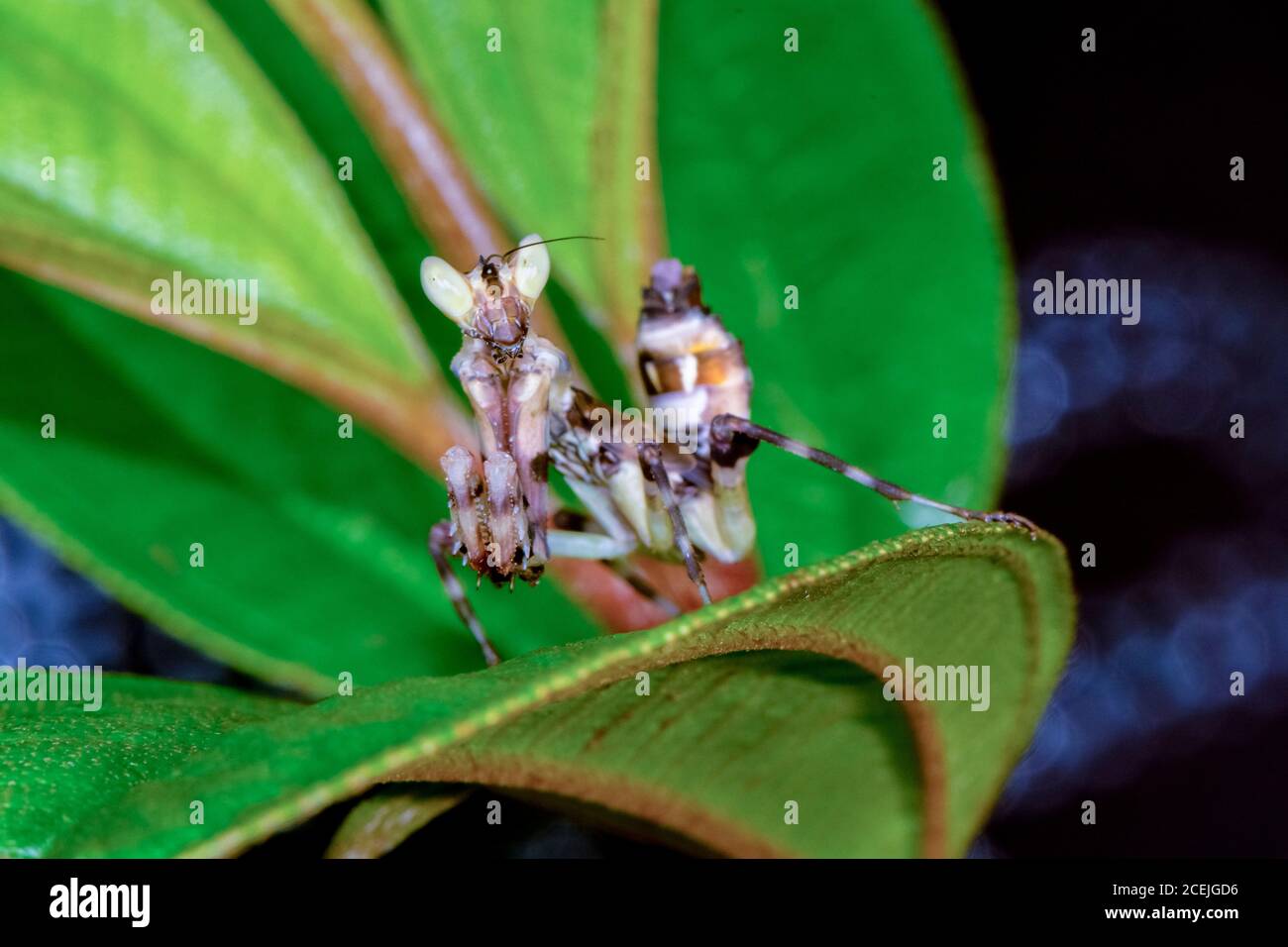 flower mantis, Creobroter sp., nymph, Sinharaja National Park, Sri ...