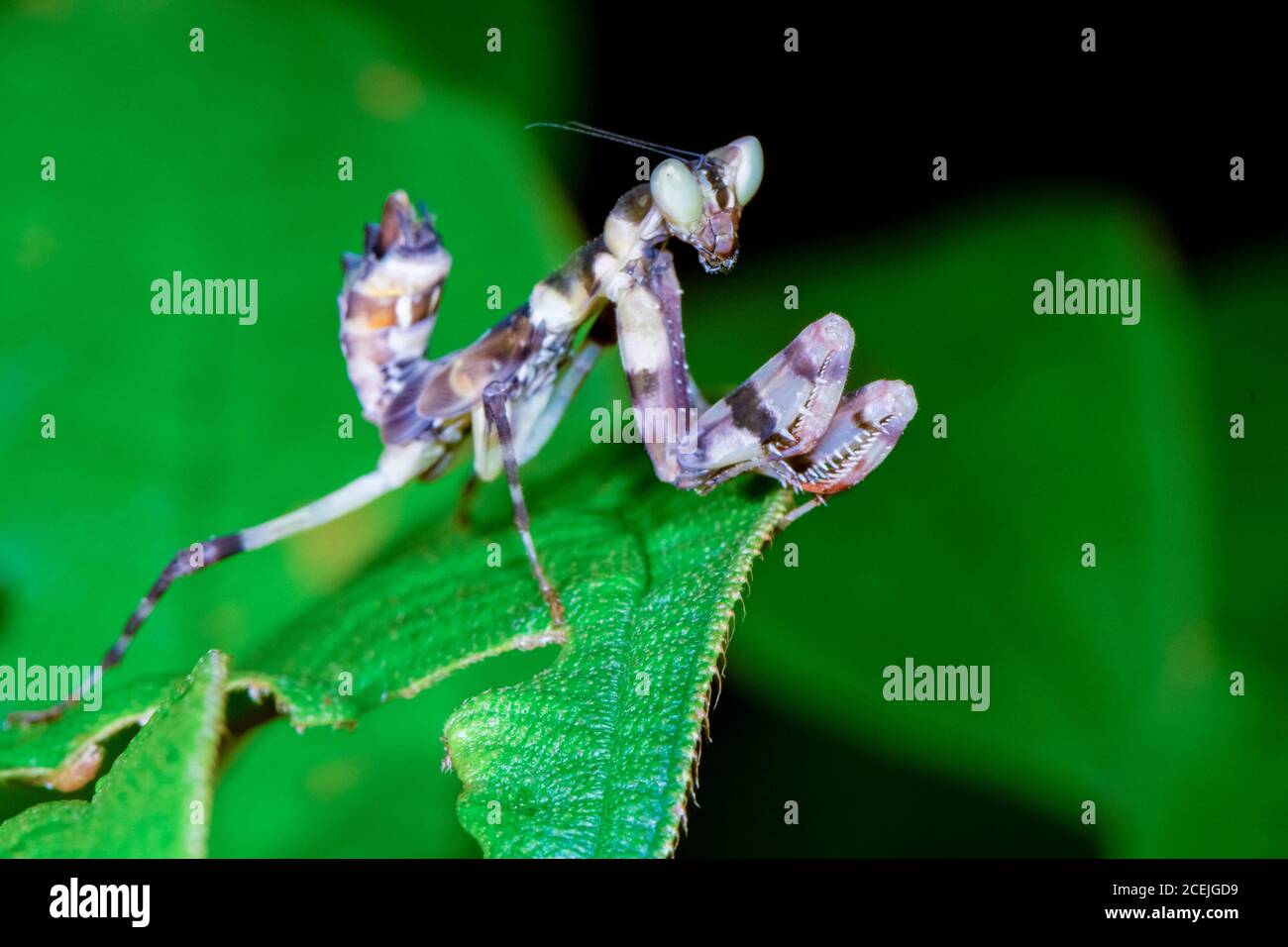 flower mantis, Creobroter sp., nymph, Sinharaja National Park, Sri ...