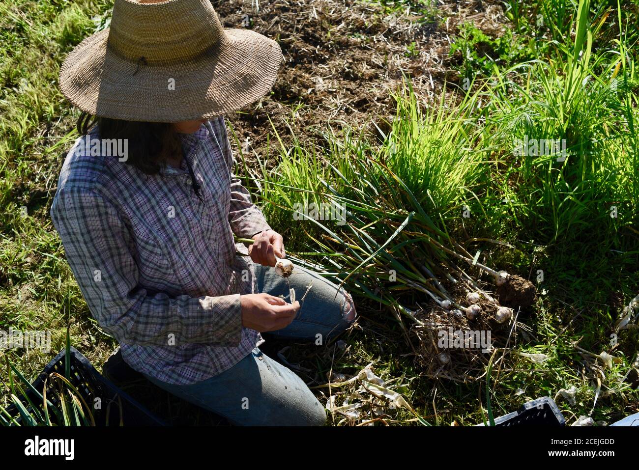 Farmer digging hi-res stock photography and images - Alamy