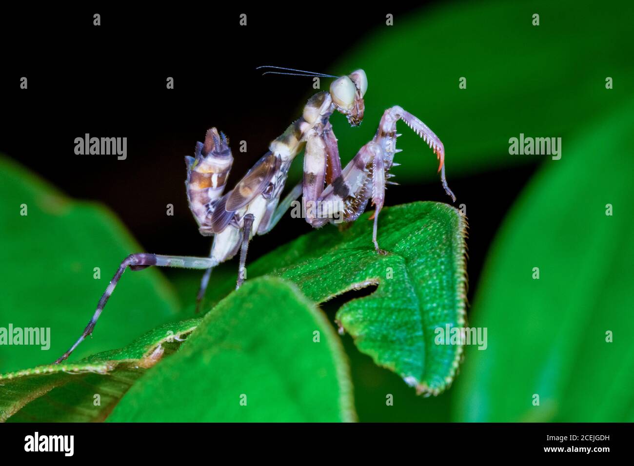 flower mantis, Creobroter sp., nymph, Sinharaja National Park, Sri ...