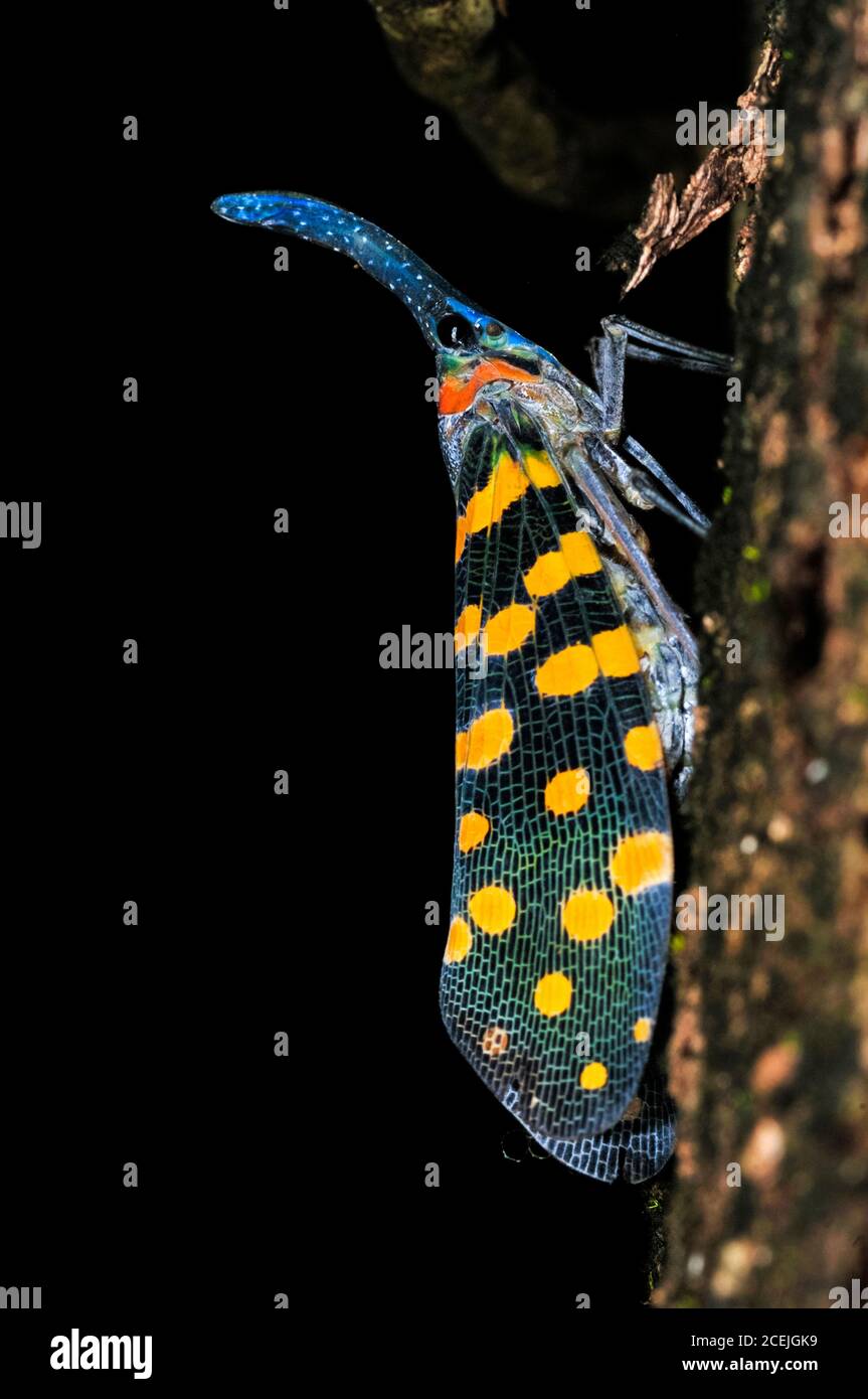 Pyrops delessertii hi-res stock photography and images - Alamy