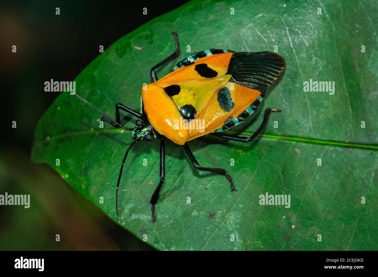 Man faced stink bug hi-res stock photography and images - Alamy