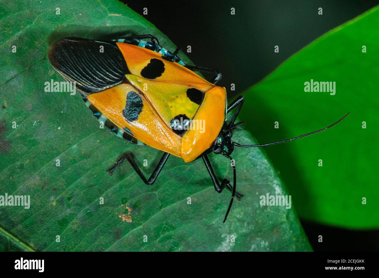Man faced stink bug hi-res stock photography and images - Alamy