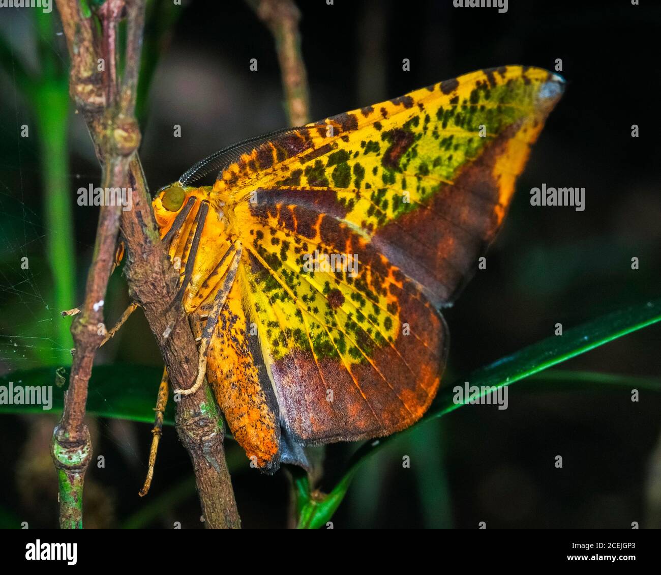 Leaf mimic moth hi-res stock photography and images - Alamy