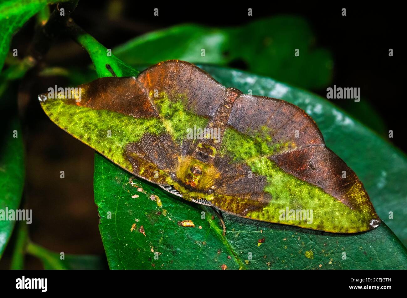 Rotting leaf-mimic Moth, Omiza sp., topside, the Western Ghats ...