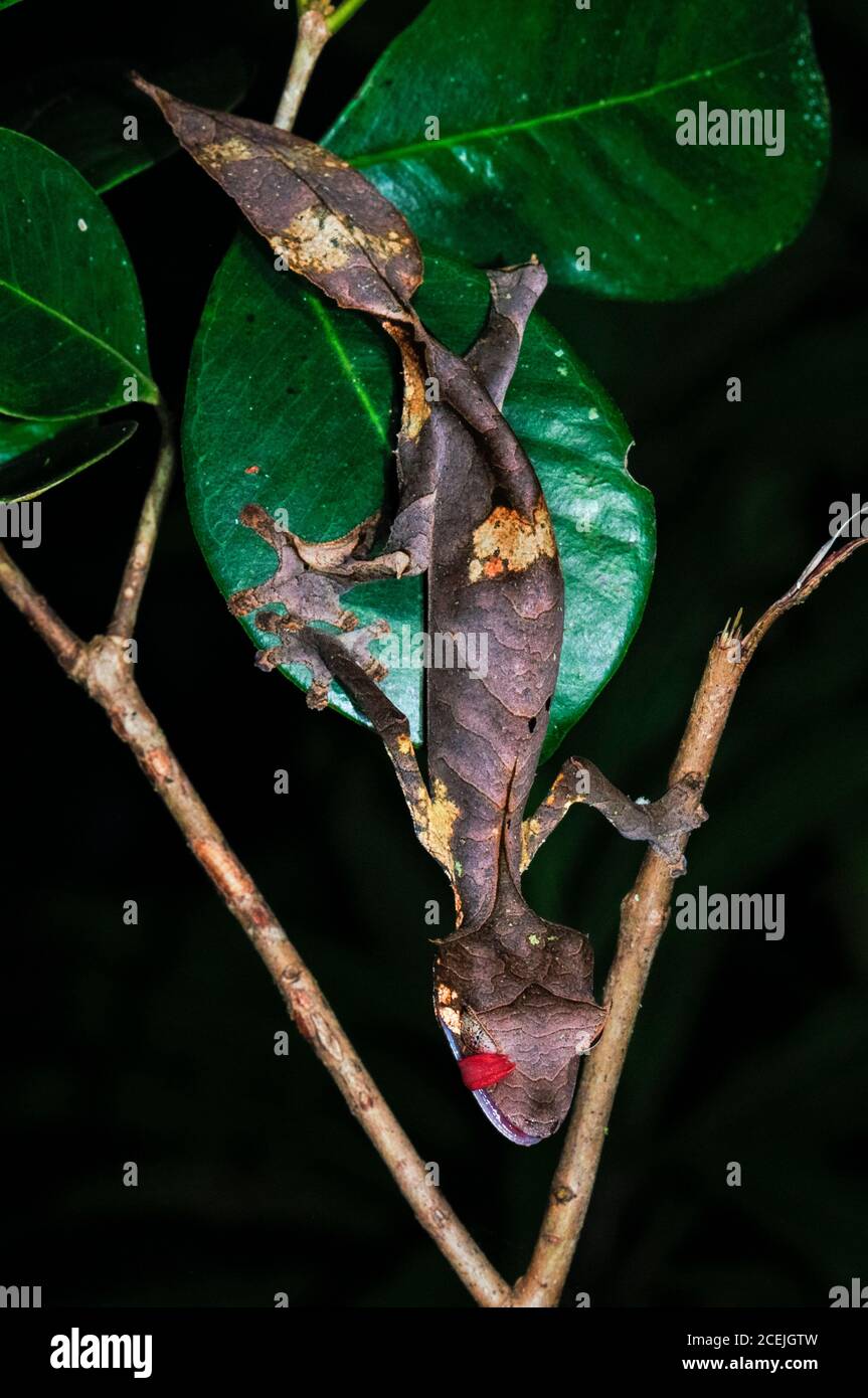 Satanic Leaf Tailed Gecko With Wings
