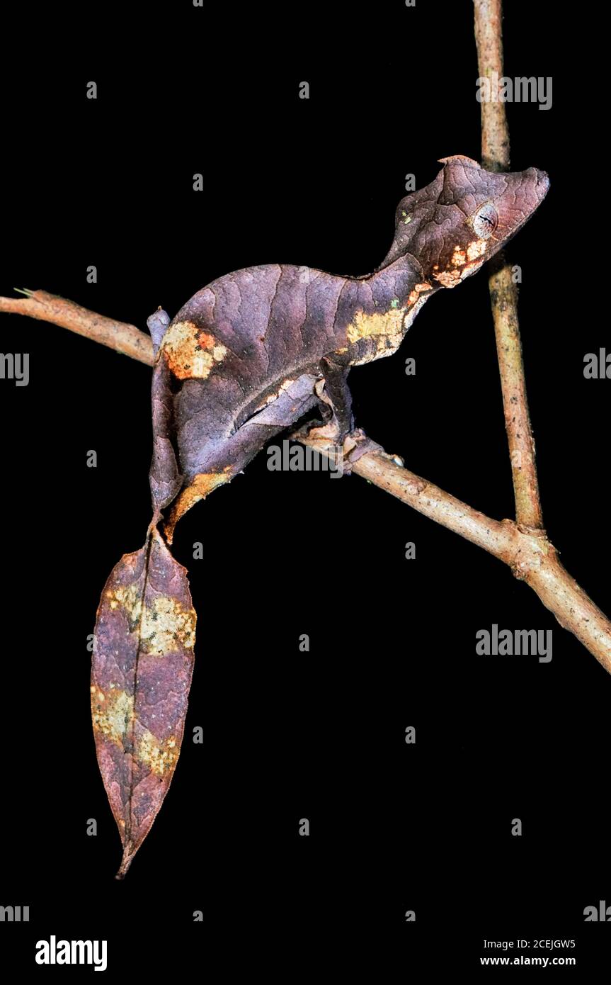 Satanic Leaf-Tailed Gecko, Uroplatus phantasticus, adult female ...