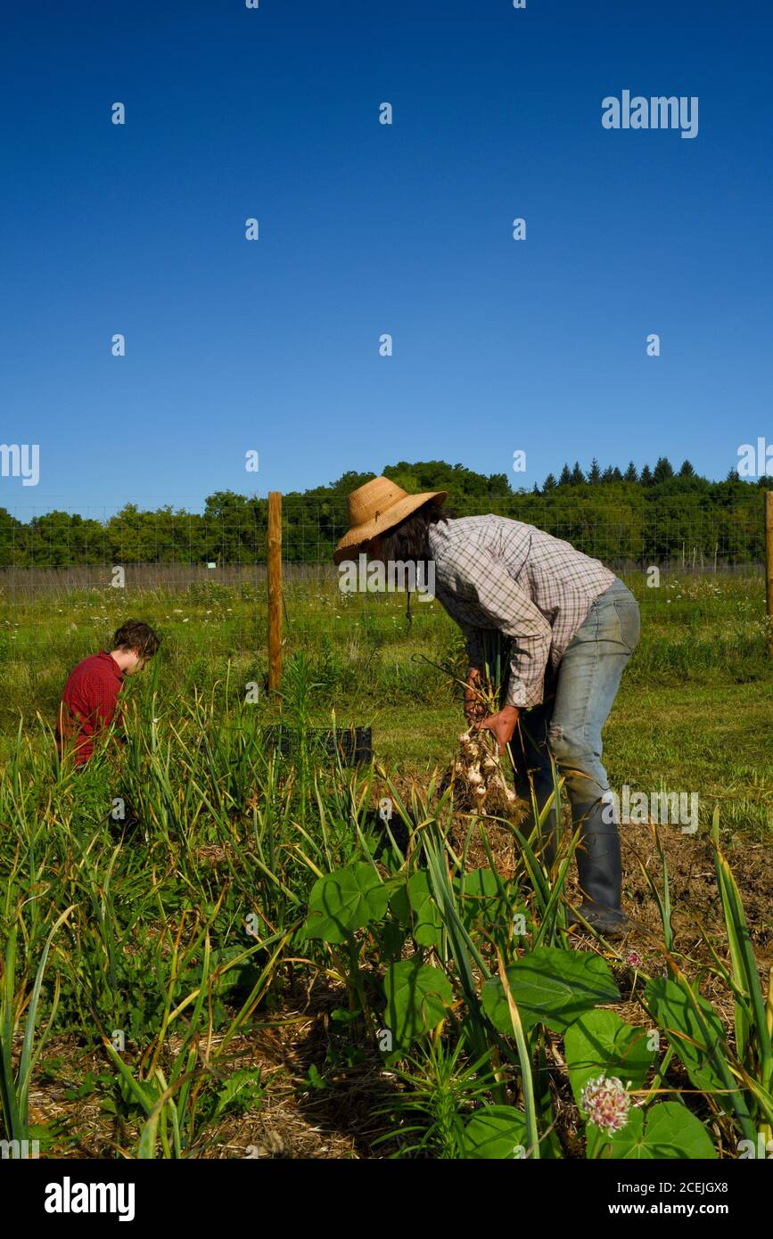 Two farmers digging up hi-res stock photography and images - Alamy