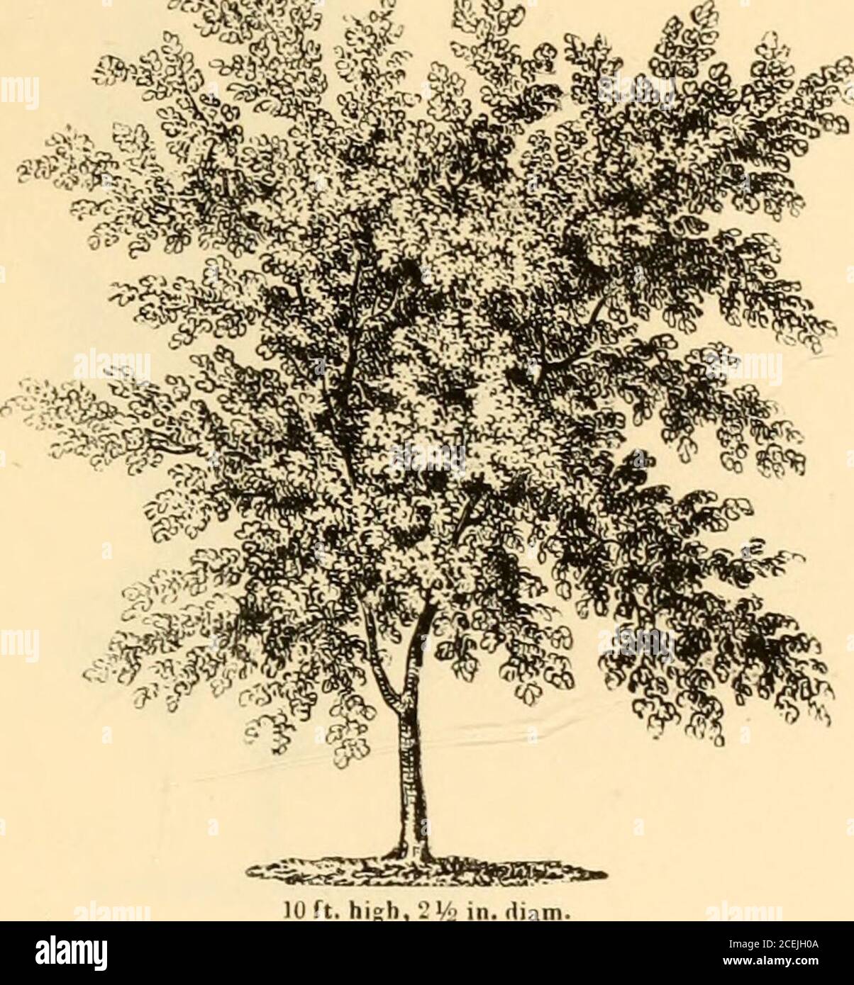 Native spindle tree hi-res stock photography and images - Alamy