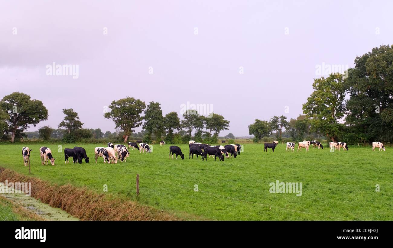 August 2020 - Young cows in a farmers field in rural Somerset on the ...