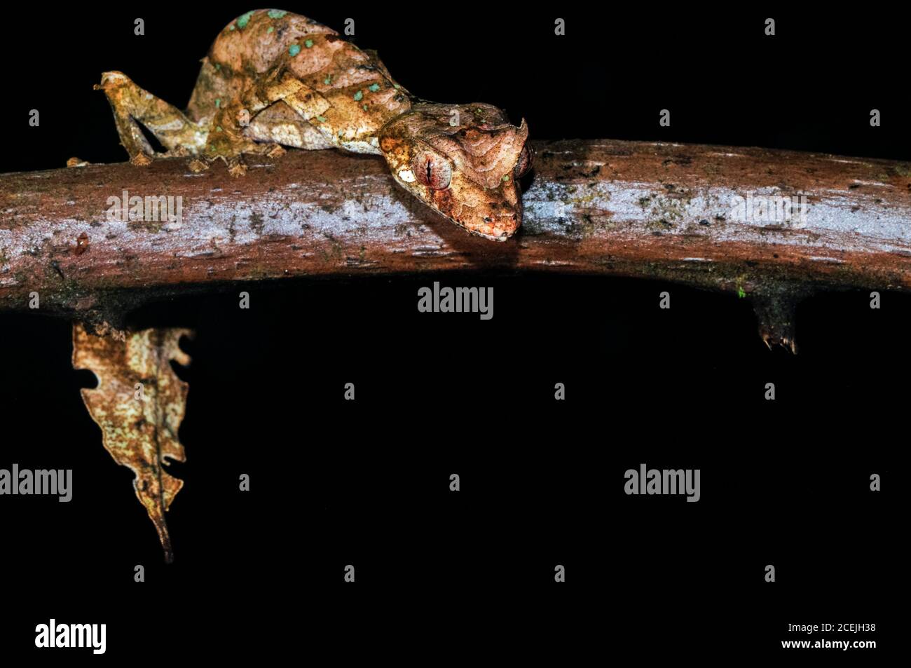 Satanic Leaf-Tailed Gecko, Uroplatus phantasticus, adult male ...