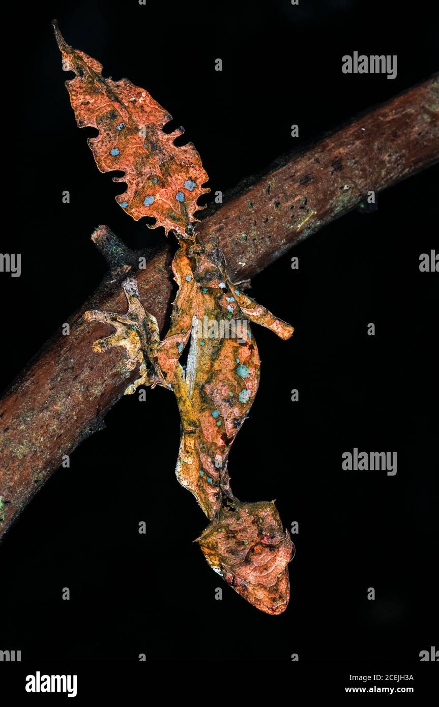 Satanic Leaf-Tailed Gecko, Uroplatus phantasticus, adult male ...