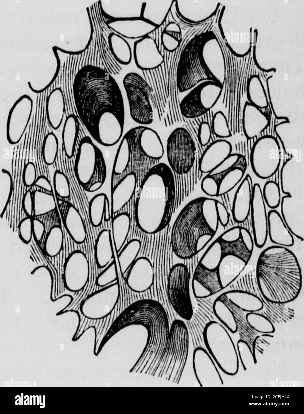 Muscles muscle tissue Black and White Stock Photos & Images - Alamy