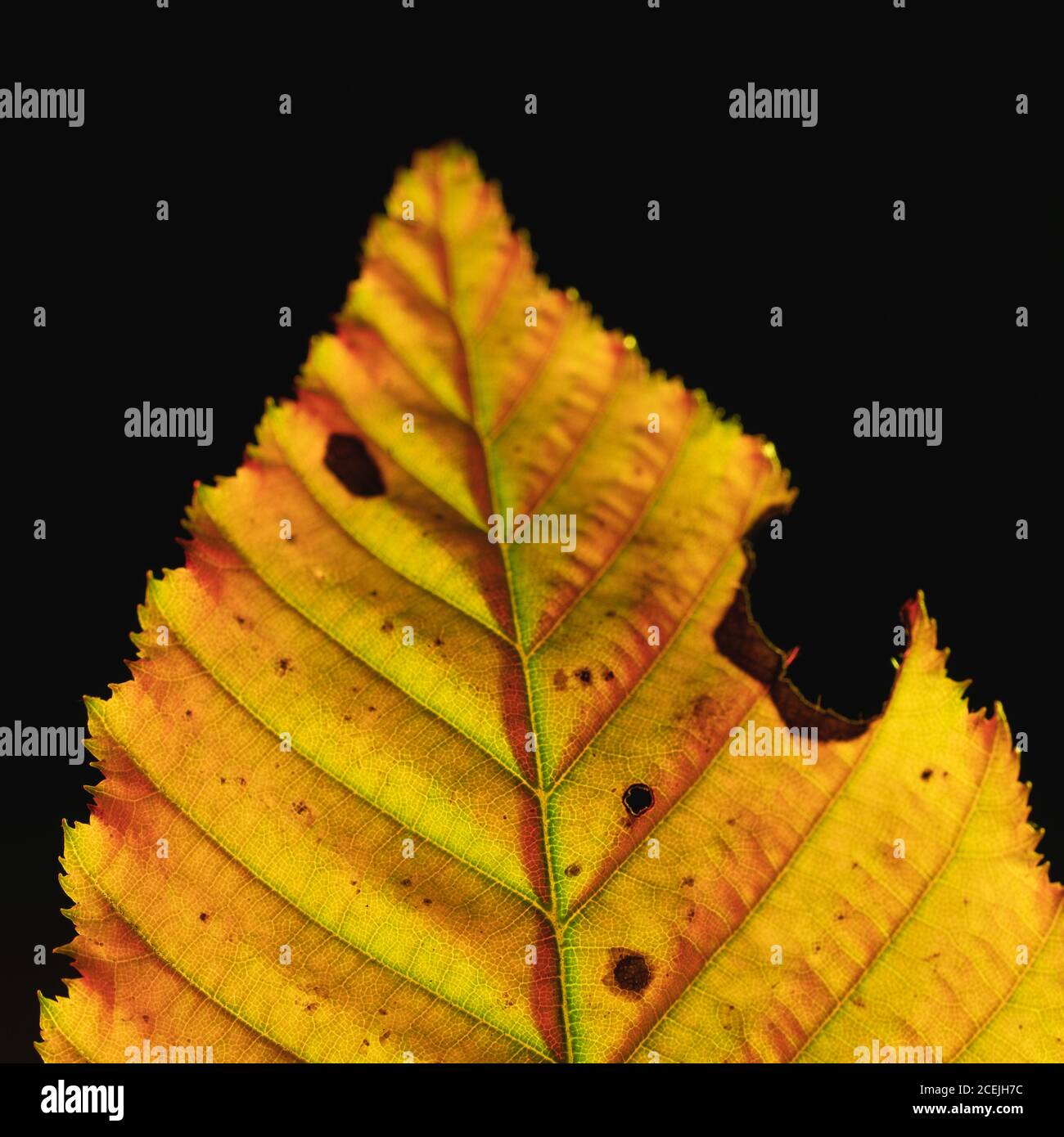 Dying leaf hi-res stock photography and images - Alamy