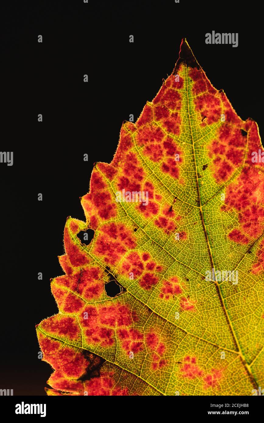 Textured dying leaf in closeup Stock Photo - Alamy
