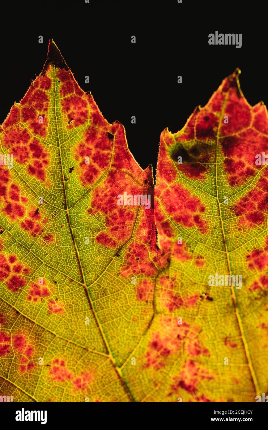 Textured dying leaf in closeup Stock Photo - Alamy
