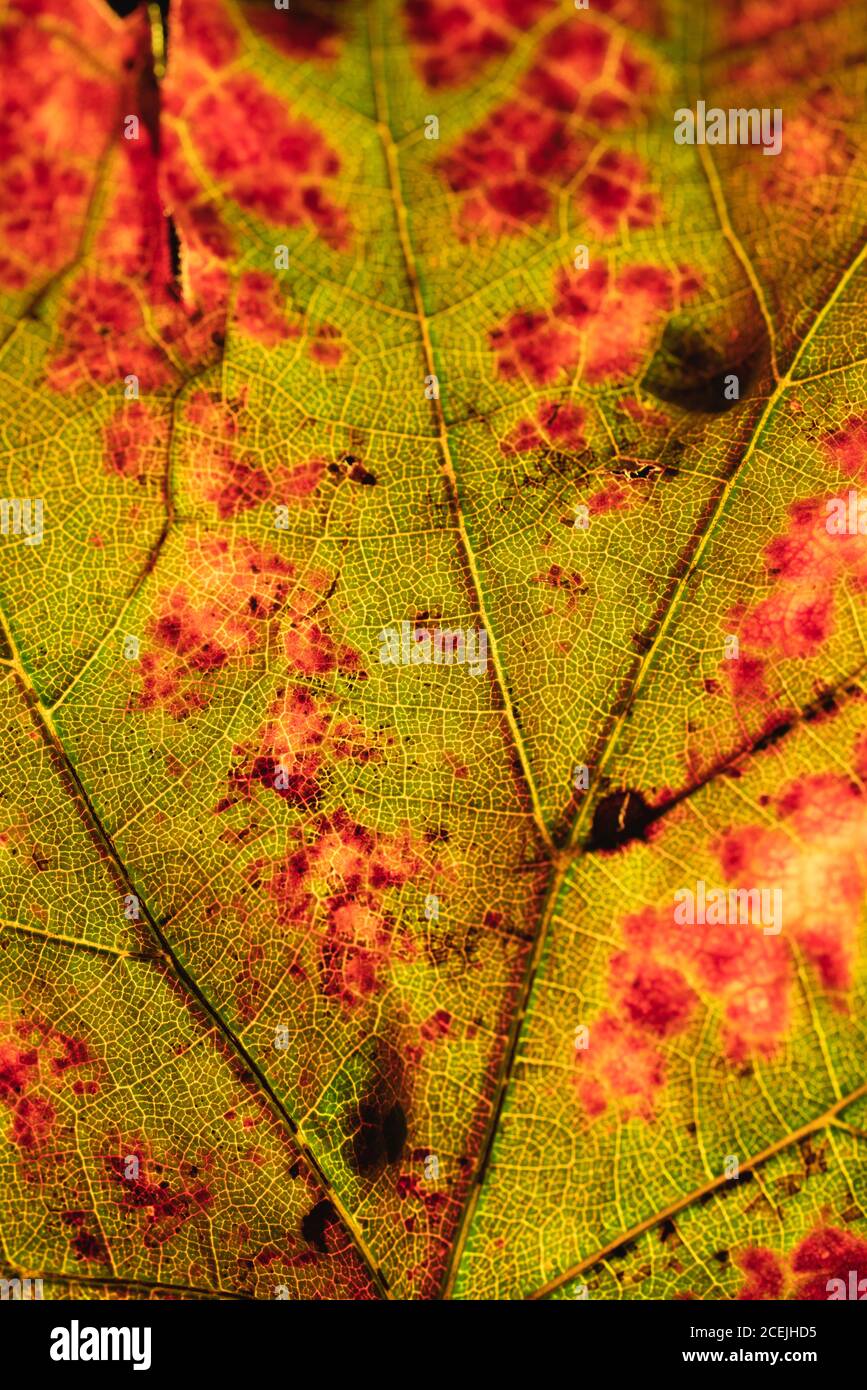 Dying leaf hi-res stock photography and images - Alamy