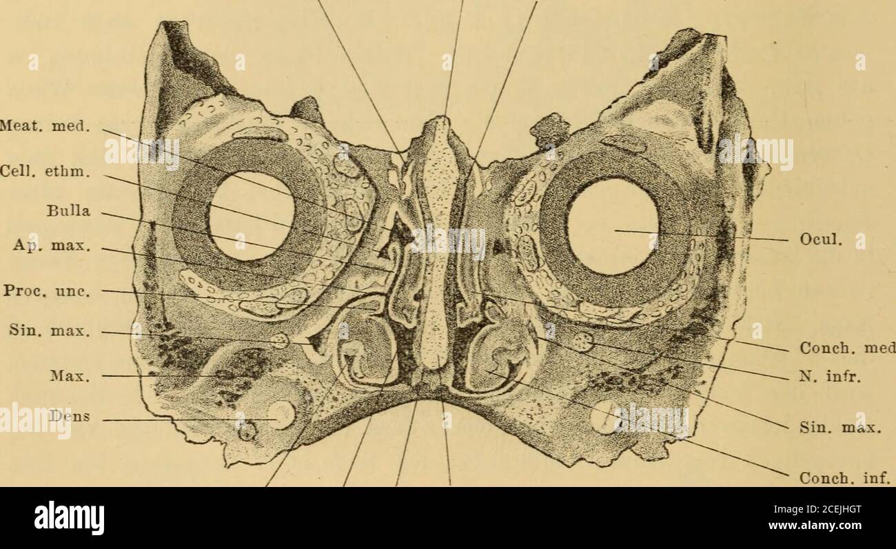 Kiefer isl hi-res stock photography and images - Alamy