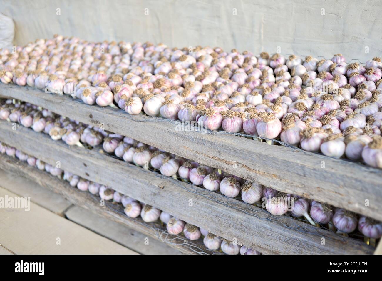 Farming bulbs hi-res stock photography and images - Alamy