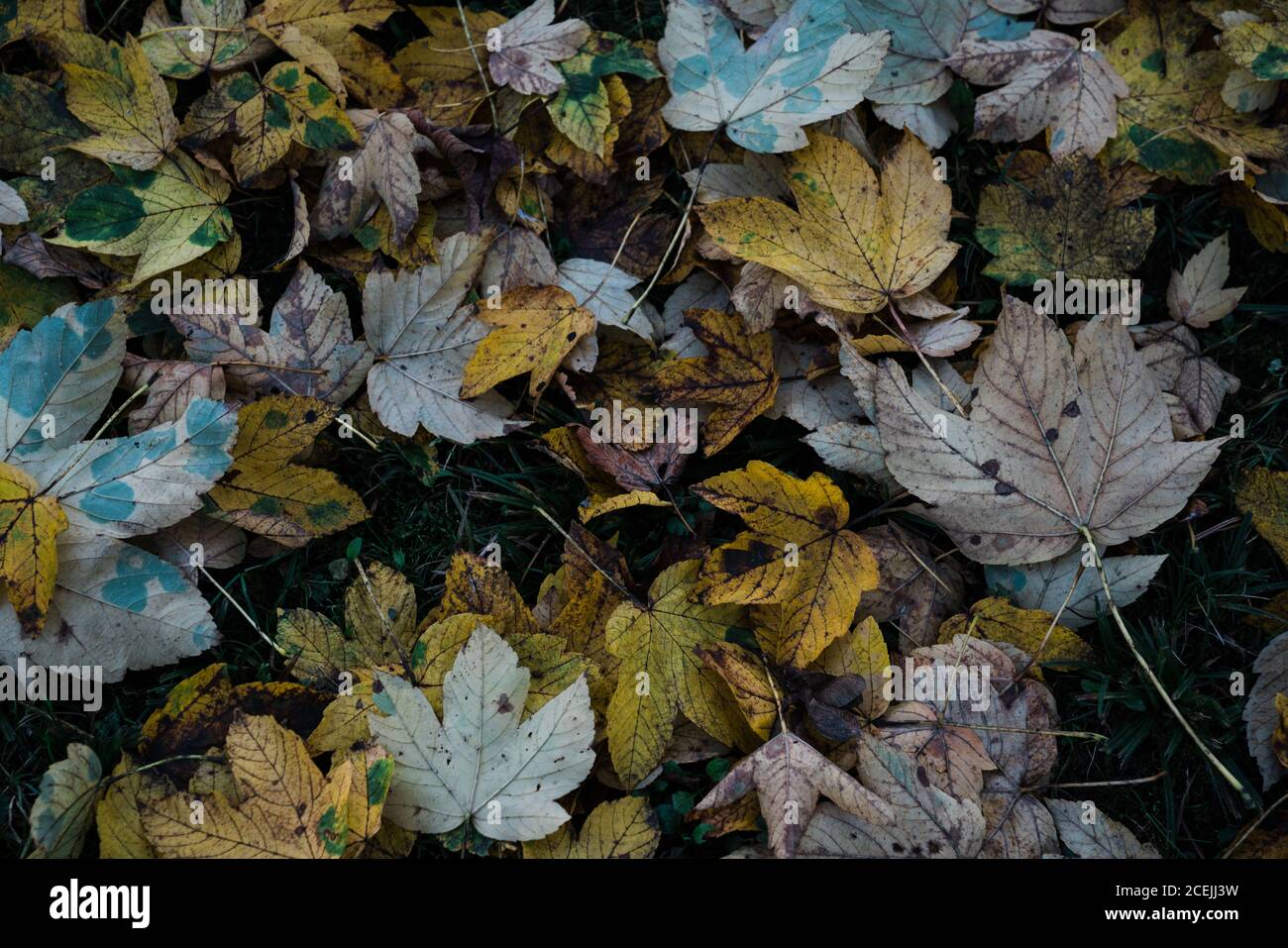 From above shot of dry autumn leaves lying on green grass in forest ...