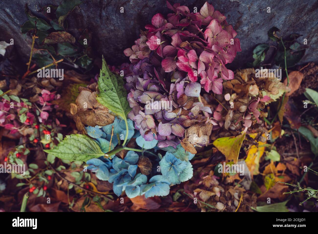 Pretty wild flowers hi-res stock photography and images - Alamy