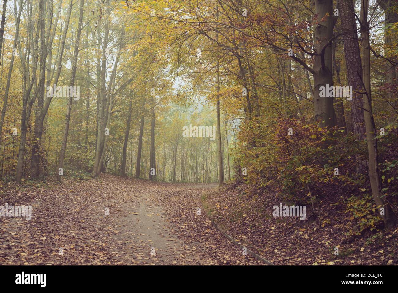 Autumn landscape forest path hi-res stock photography and images - Alamy