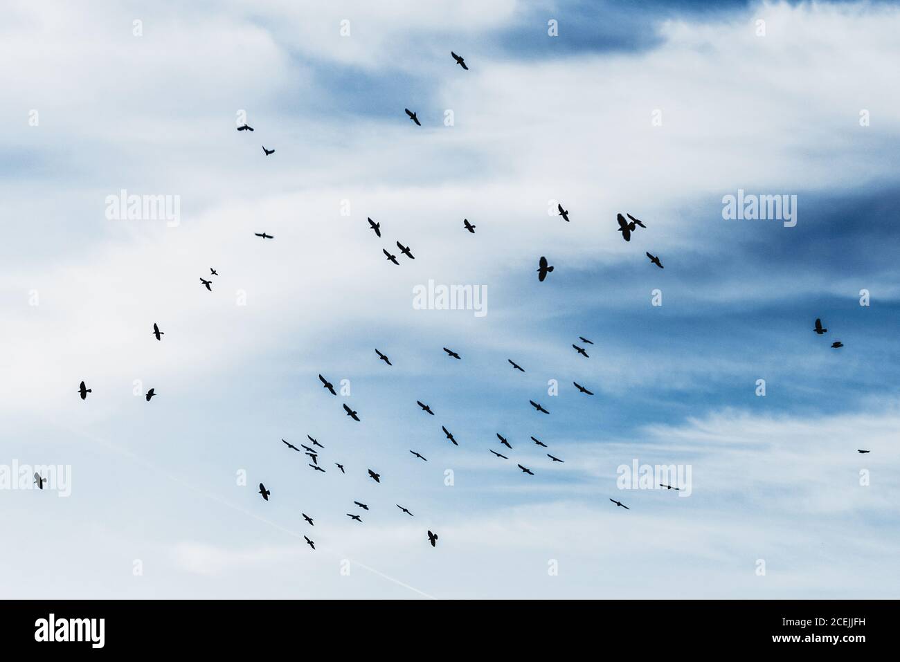 From below view of silhouette of birds in flock flying against blue sky ...
