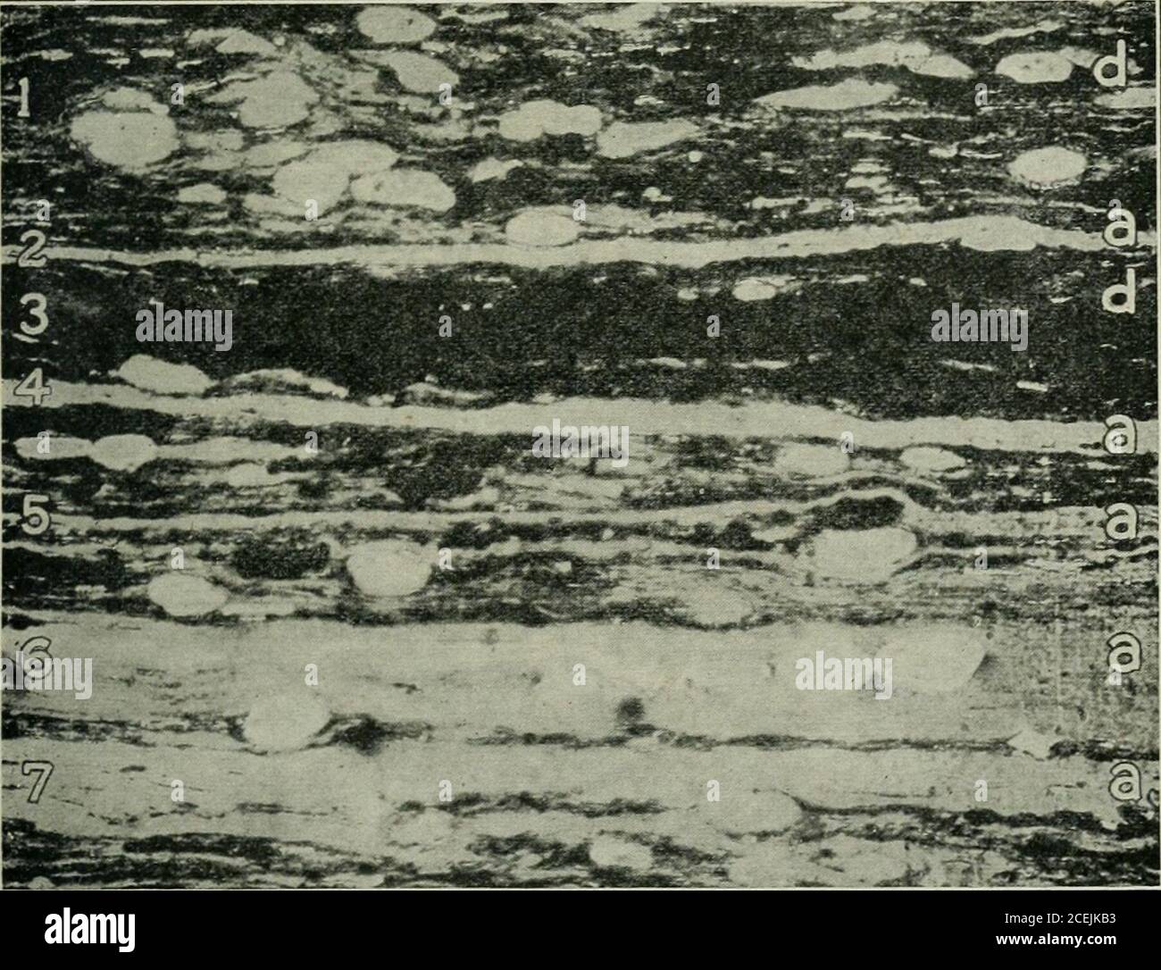 . Bulletin. A. PART OF SECTION SHOWN IN PLATE XLIV, A. (X 200). B ...