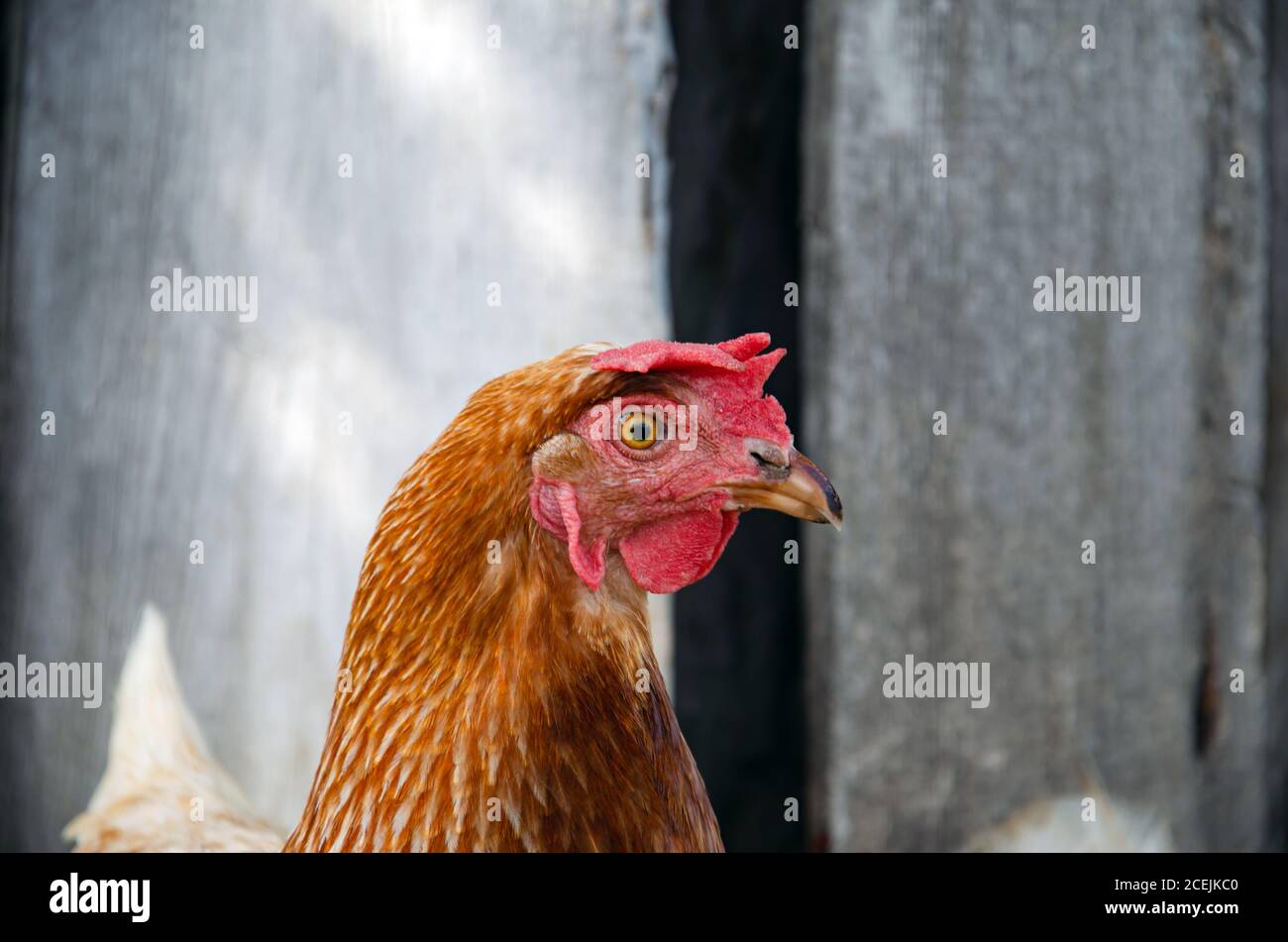 Claws Bird Close Up High Resolution Stock Photography and Images - Alamy